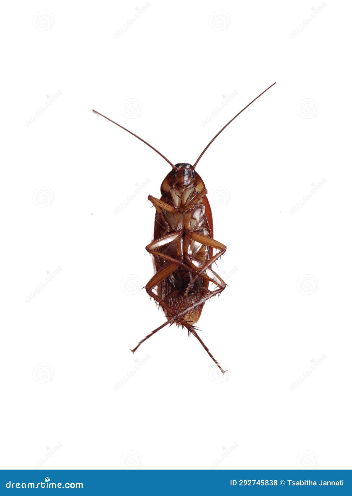 Cockroach on White Background, Top View Image Stock Photo - Image of ...