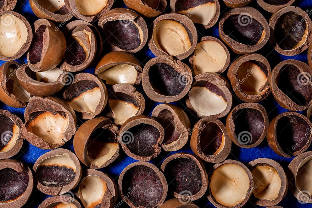 Close-up of Macadamia Nut Shells on a Blue Background Stock Image ...