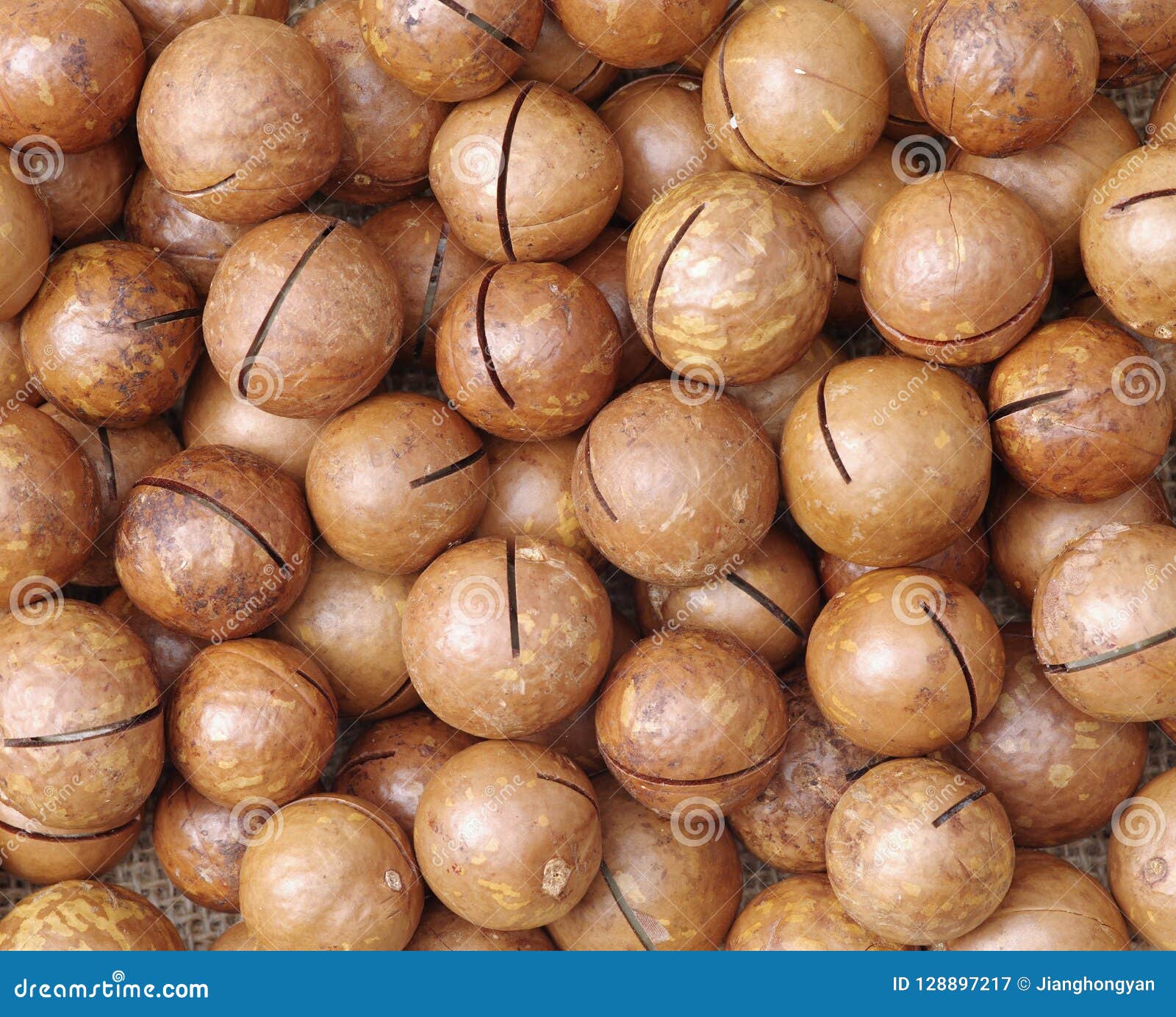 Close Up of Macadamia Nuts before Processing Stock Image - Image of ...