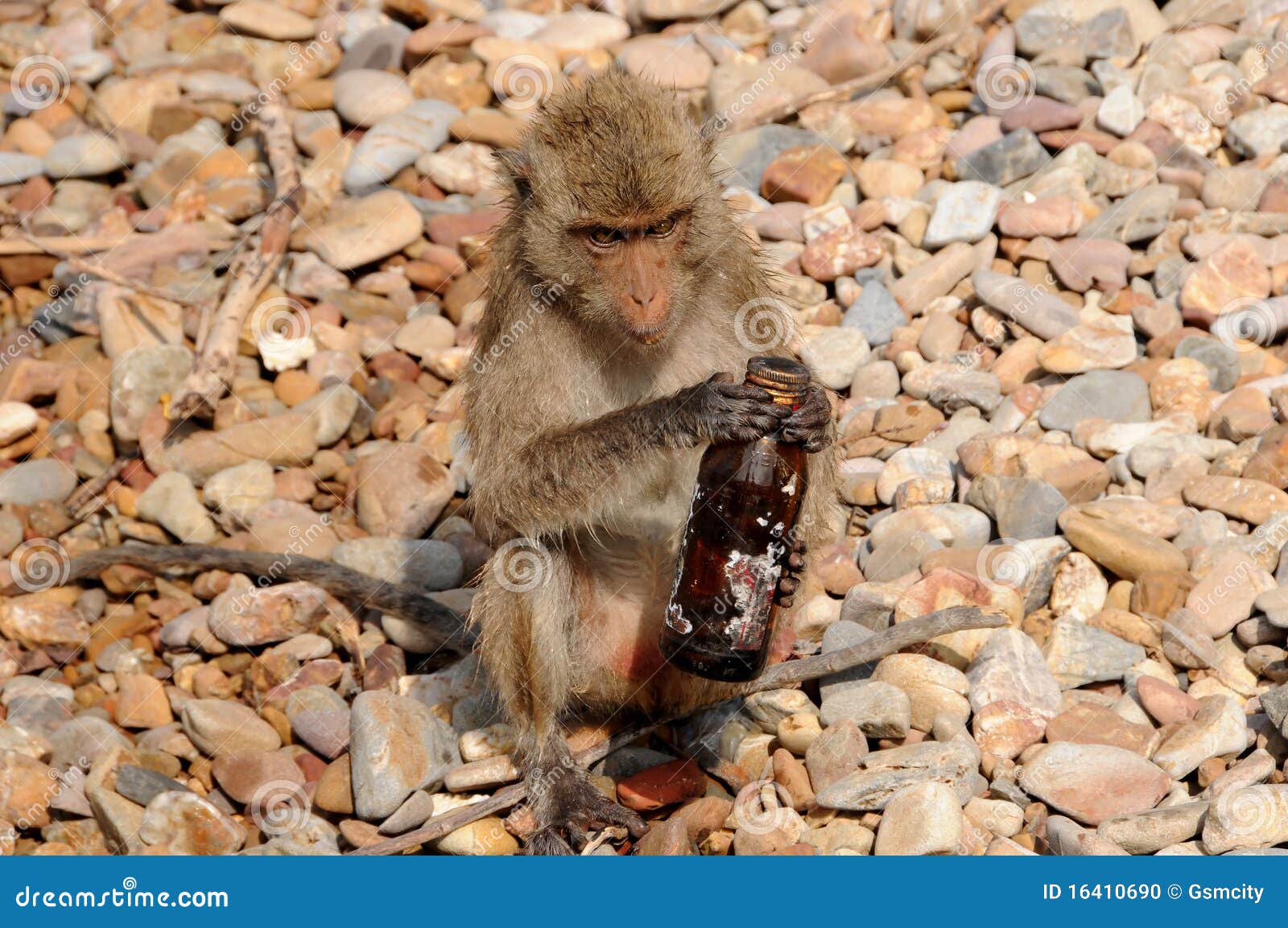 Close-up of macaque monkey stock photo. Image of strange - 16410690
