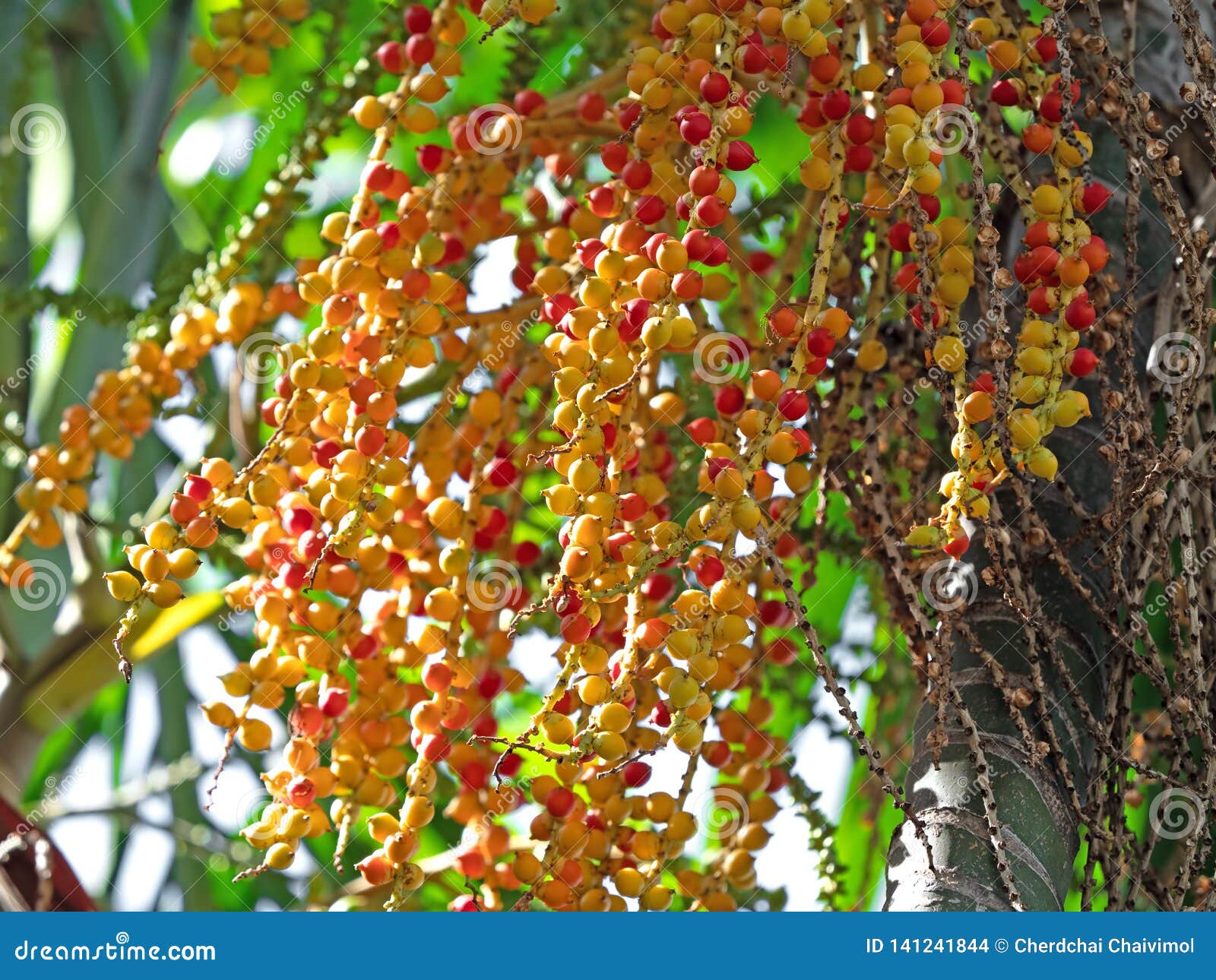 Macarthur Palm Leaves Or Ptychosperma Macarthurii, Tropical Foliage ...