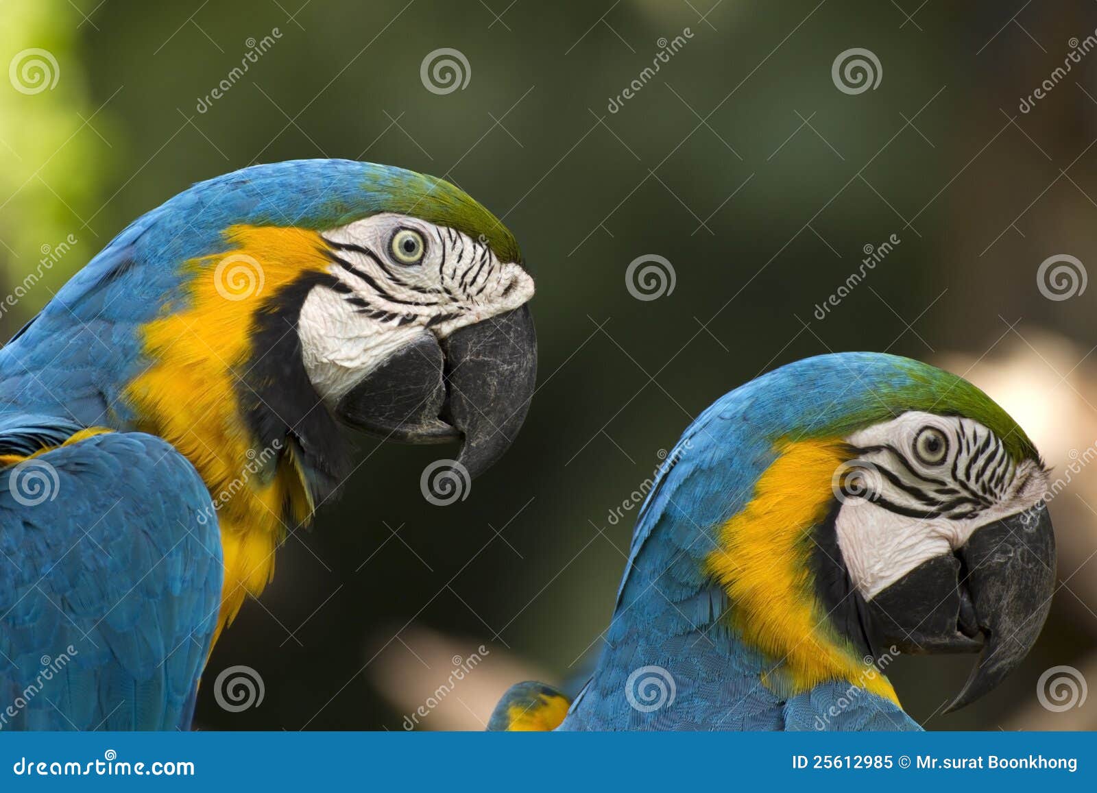 Close-Up Macaw stock image. Image of macaw, yellow, parrot - 25612985
