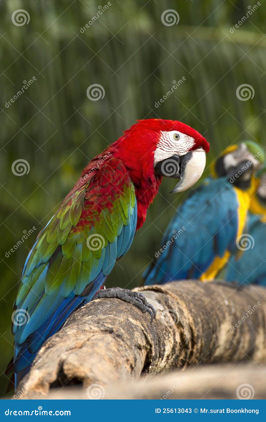 Close-Up Macaw stock image. Image of animal, macaw, staring - 25613043