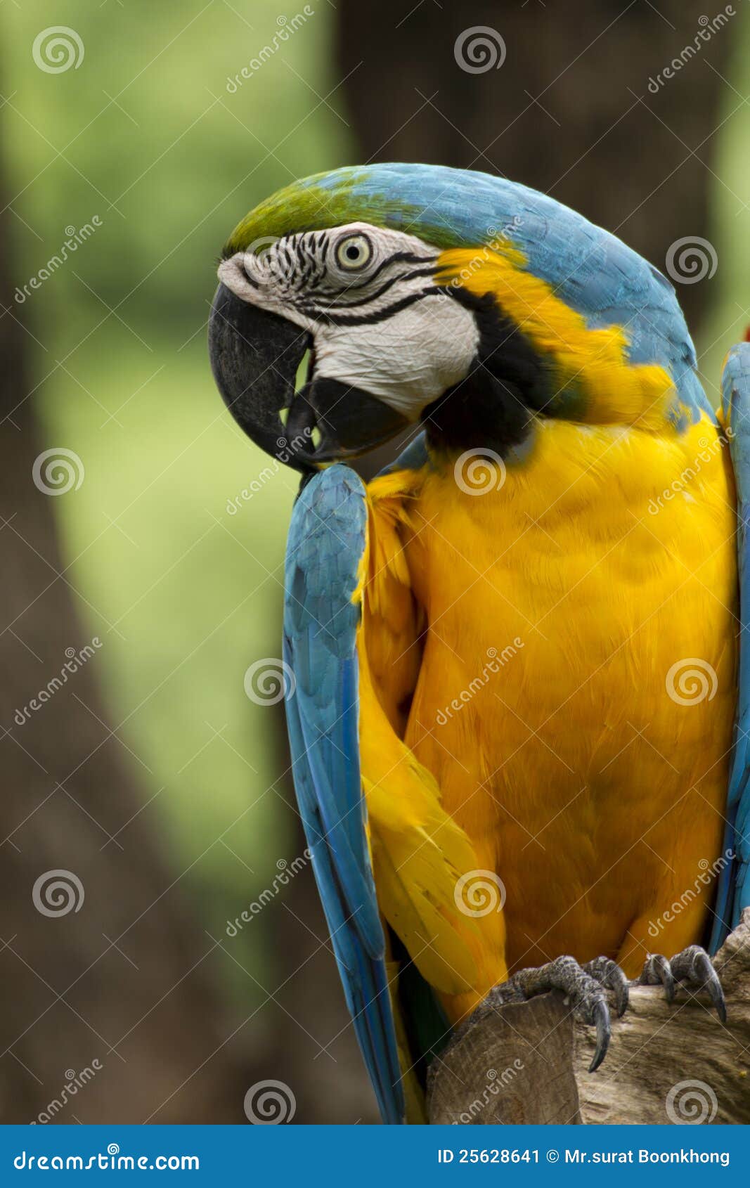 Close-Up Macaw stock image. Image of gold, blue, multi - 25628641