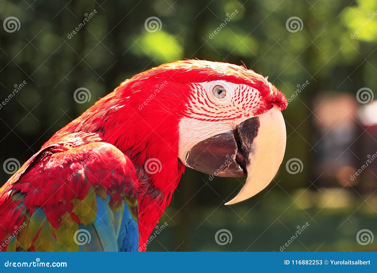 Close Up. Macaw Parrot Looking at the Camera Stock Image - Image of ...