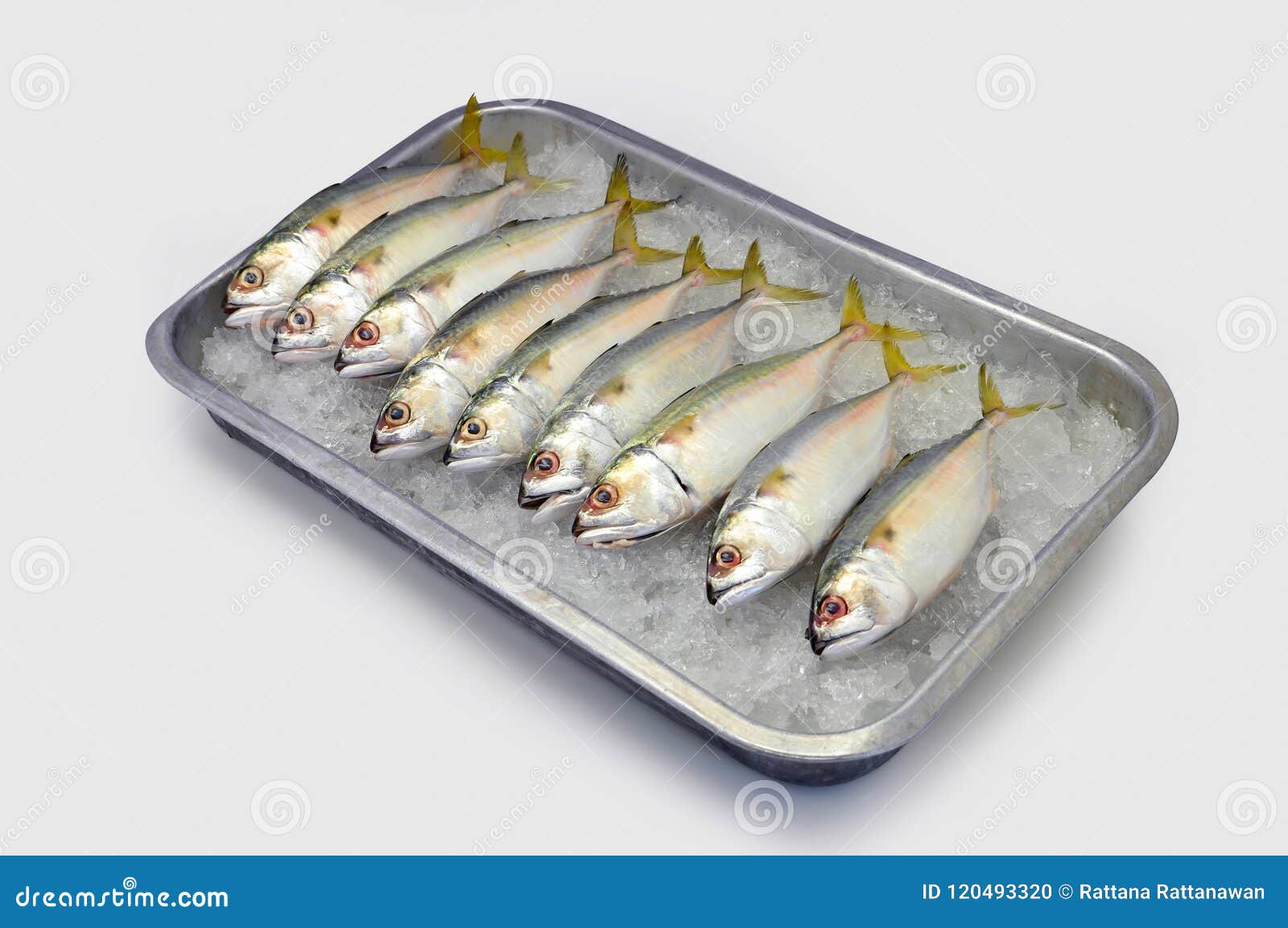 Mackerel in a Tray of Ice on a White Background Stock Photo - Image of ...