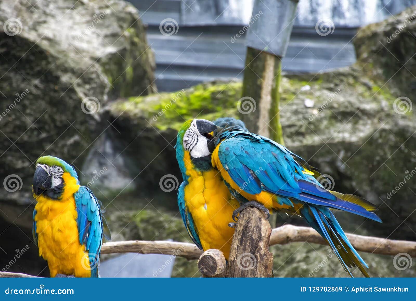 Close up macore bird stock image. Image of flower, love - 129702869