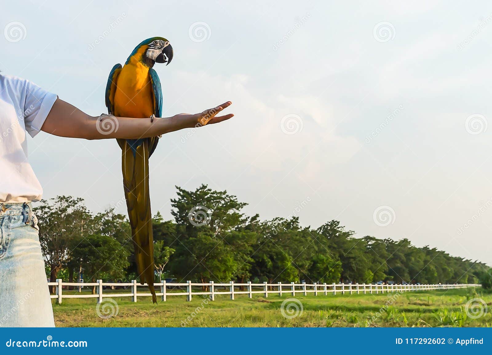 Close up Macore. stock photo. Image of macaw, green - 117292602