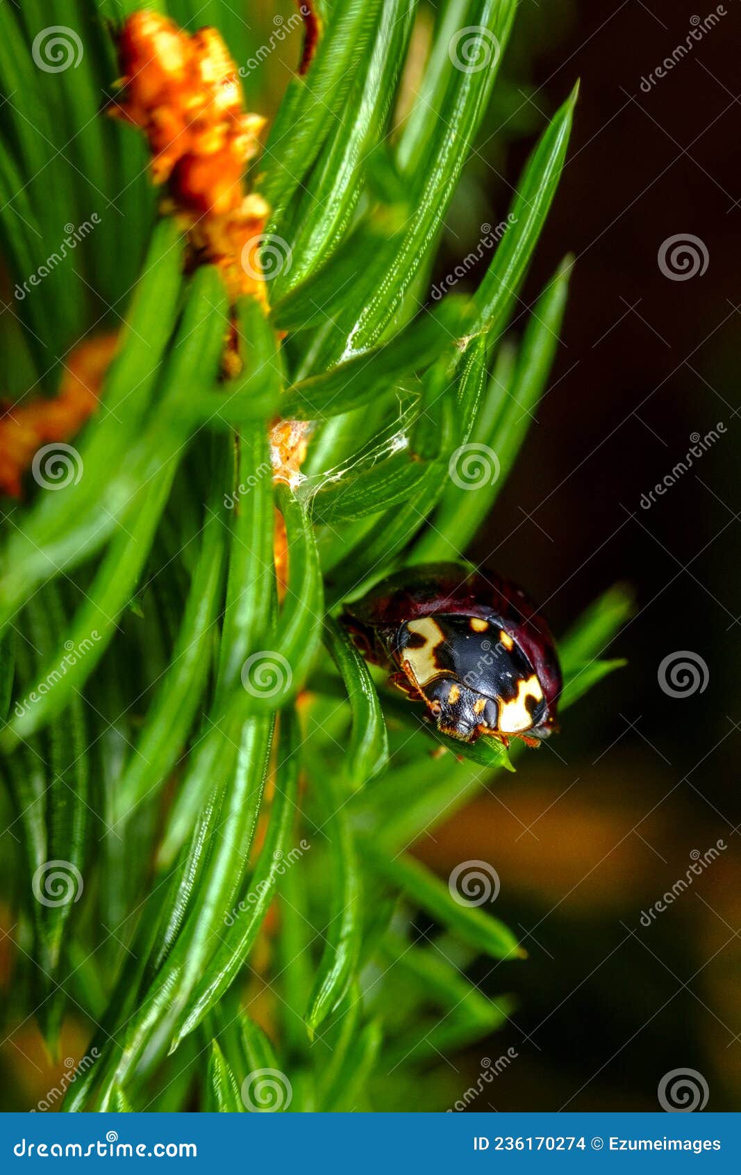 Black Ladybug Macro stock photo. Image of pine, tree - 236170274