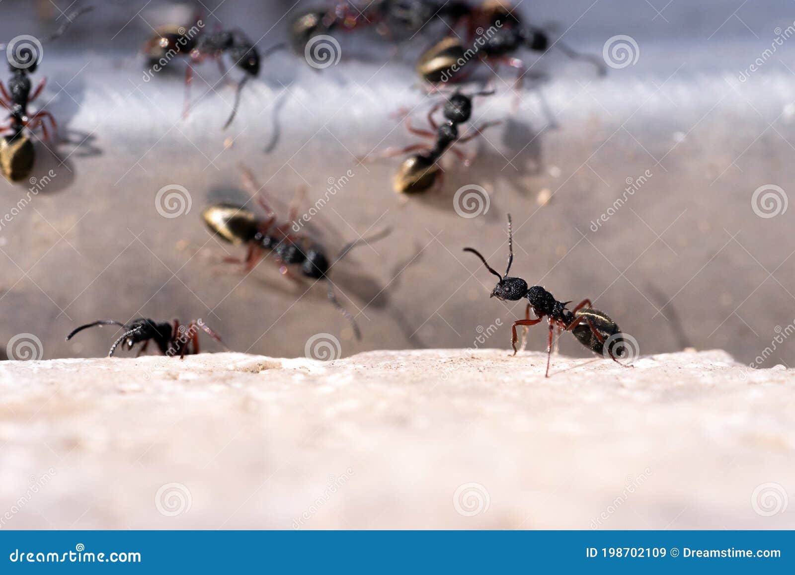 Ants Transporting Larvae on the Ground Stock Image - Image of sharp ...
