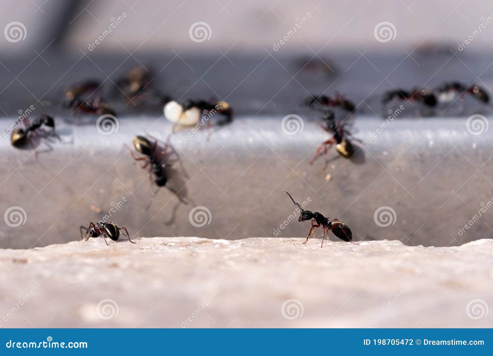 Ants Transporting Larvae on the Ground Stock Photo - Image of creeping ...