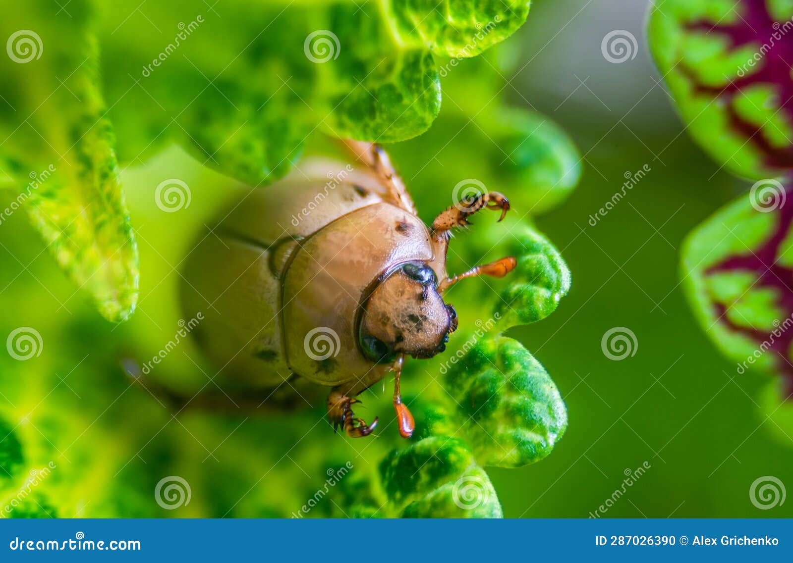 Close Up Macro of Beetle Insect on a Leaf Stock Photo - Image of multi ...