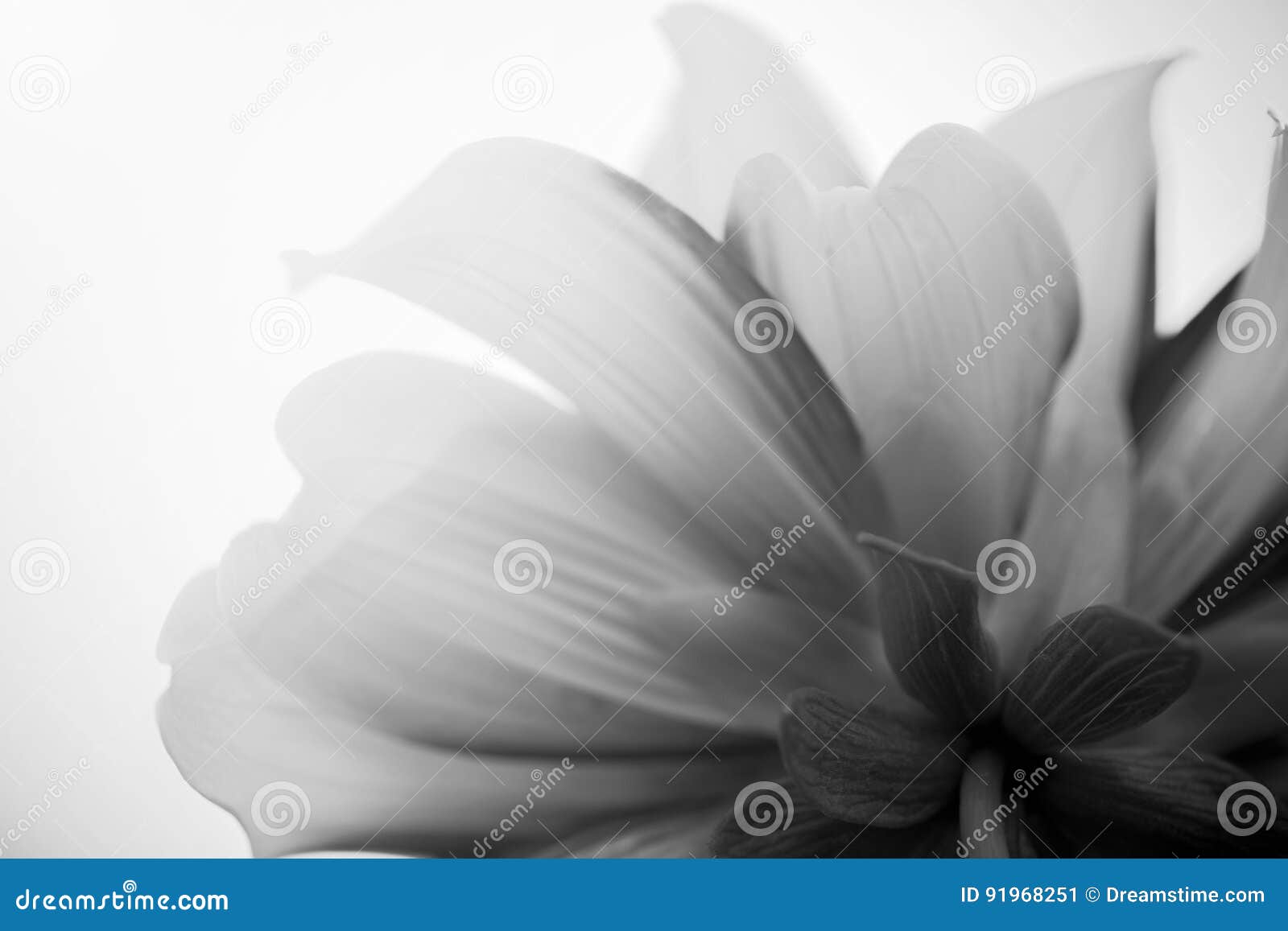 Close Up Macro Black and White Back of Flower Stock Image - Image of ...