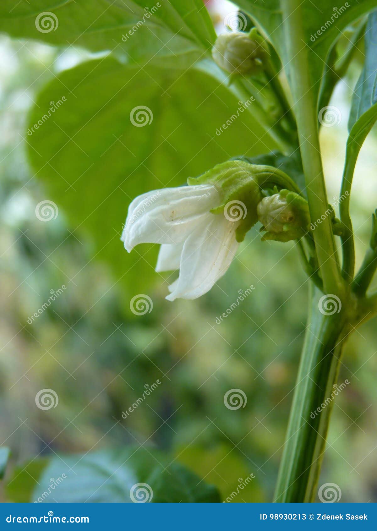Close Up Macro of Flower of Pepper Capsicum Stock Image - Image of ...