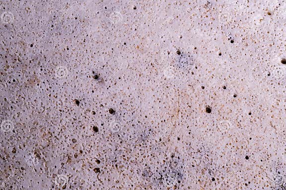 Bone texture stock image. Image of remains, natural - 285653969