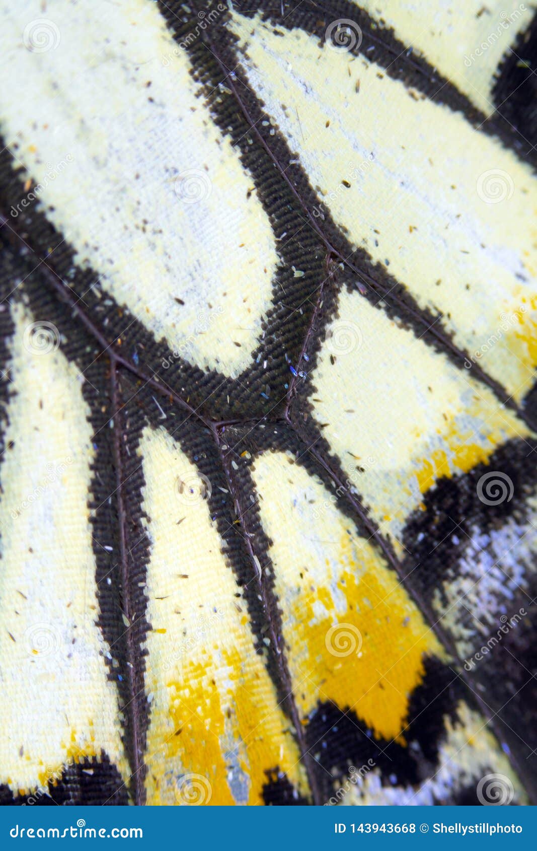 Close Up Macro of a Butterfly Wing Stock Photo - Image of design ...