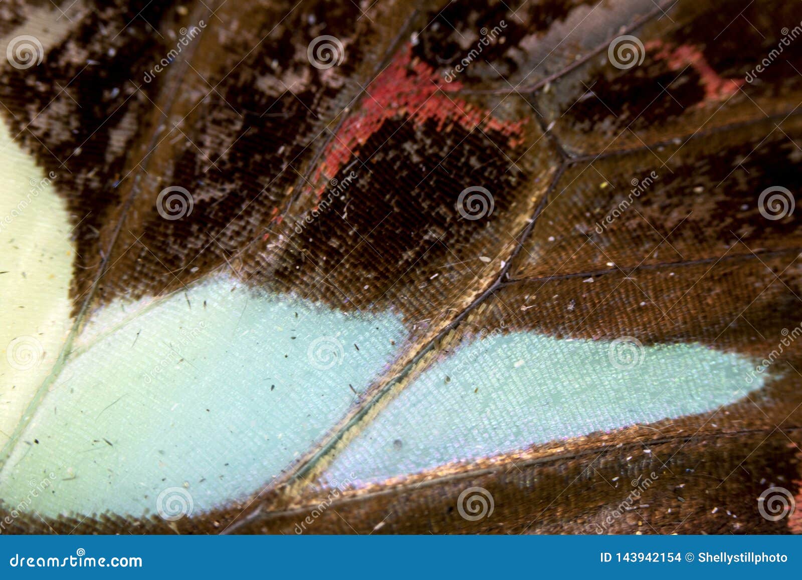 Close Up Macro of a Butterfly Wing Stock Photo - Image of animal, macro ...
