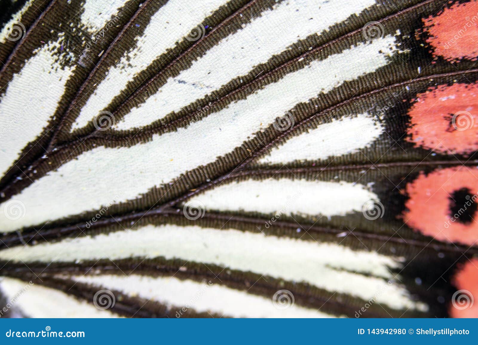 Close Up Macro of a Butterfly Wing Stock Photo - Image of monarch ...
