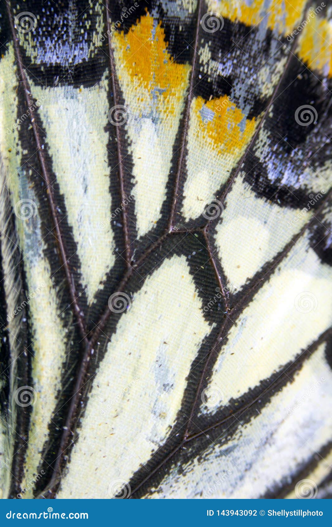 Close Up Macro of a Butterfly Wing Stock Photo - Image of design ...