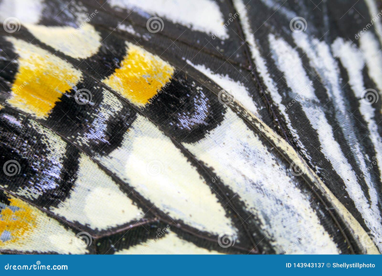Close Up Macro of a Butterfly Wing Stock Image - Image of nature ...