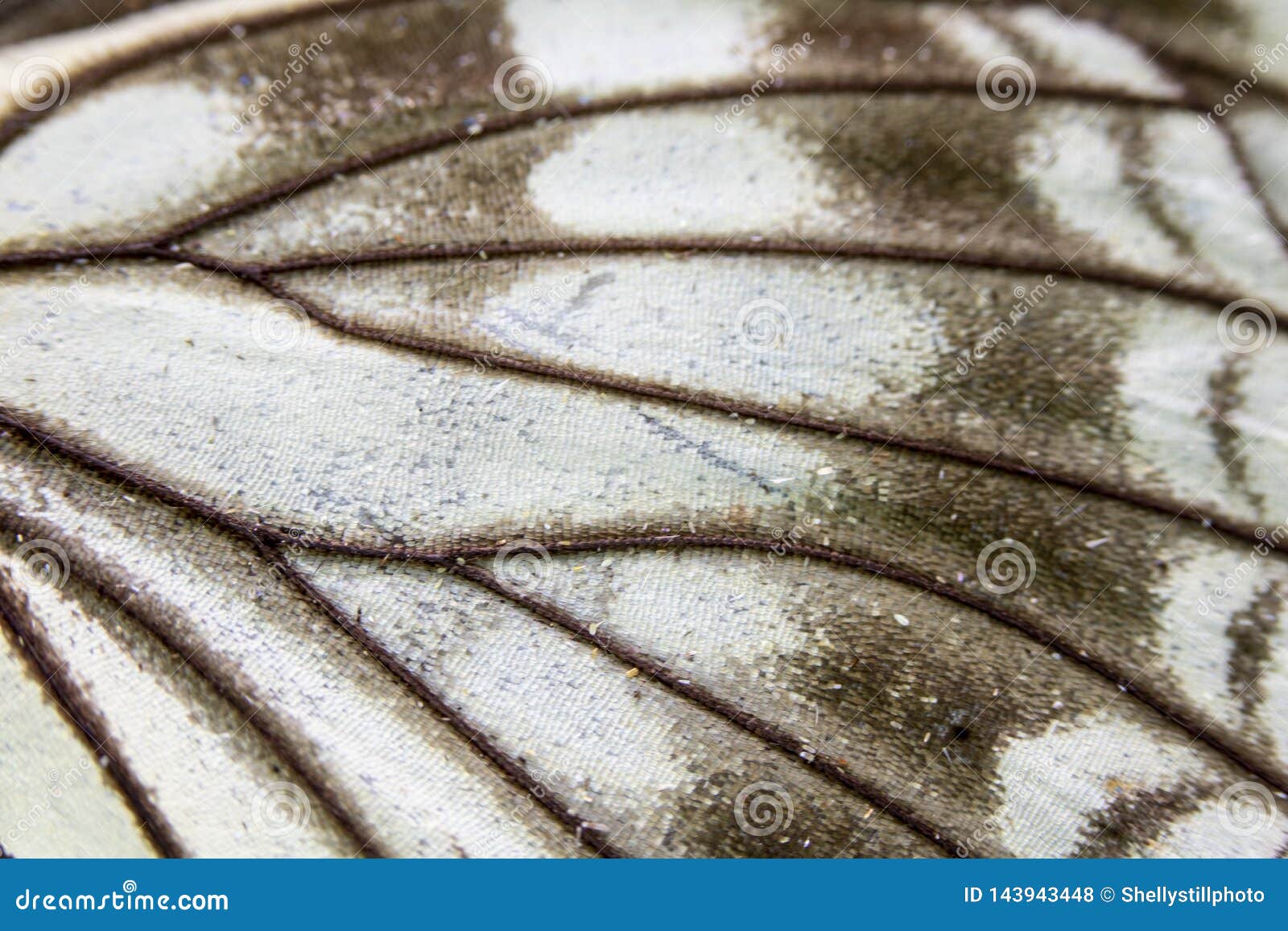 Close Up Macro of a Butterfly Wing Stock Photo - Image of closeup ...
