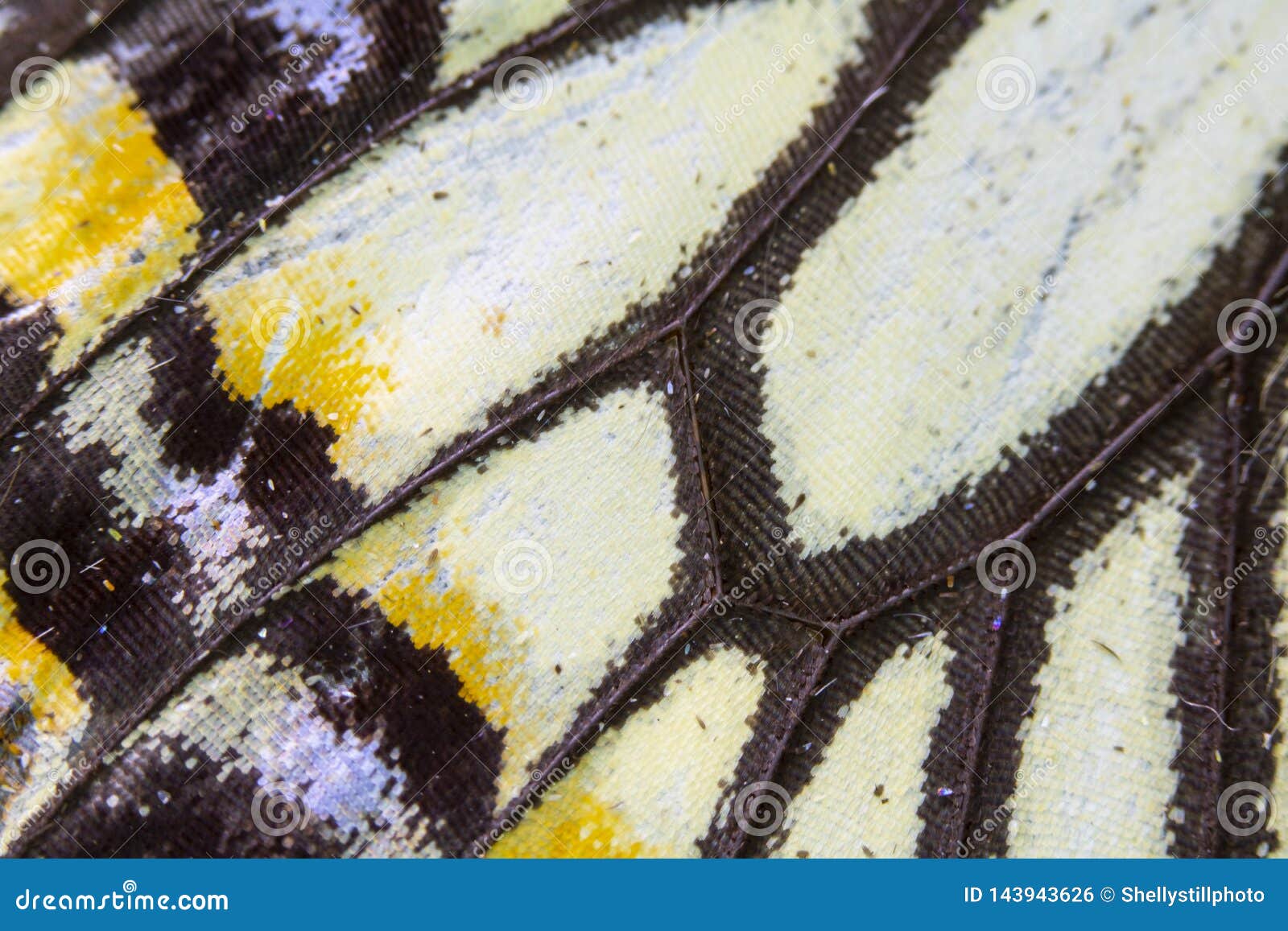 Close Up Macro of a Butterfly Wing Stock Photo - Image of detail, white ...