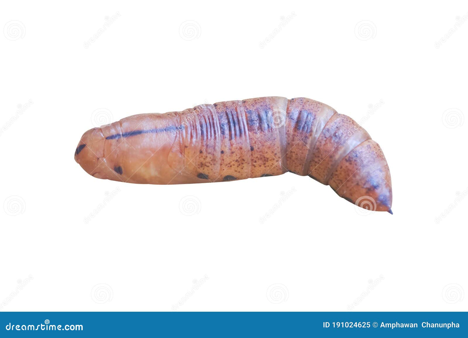 Macro Closeup Brown Worms Isolated on White Background , Clipping Path ...