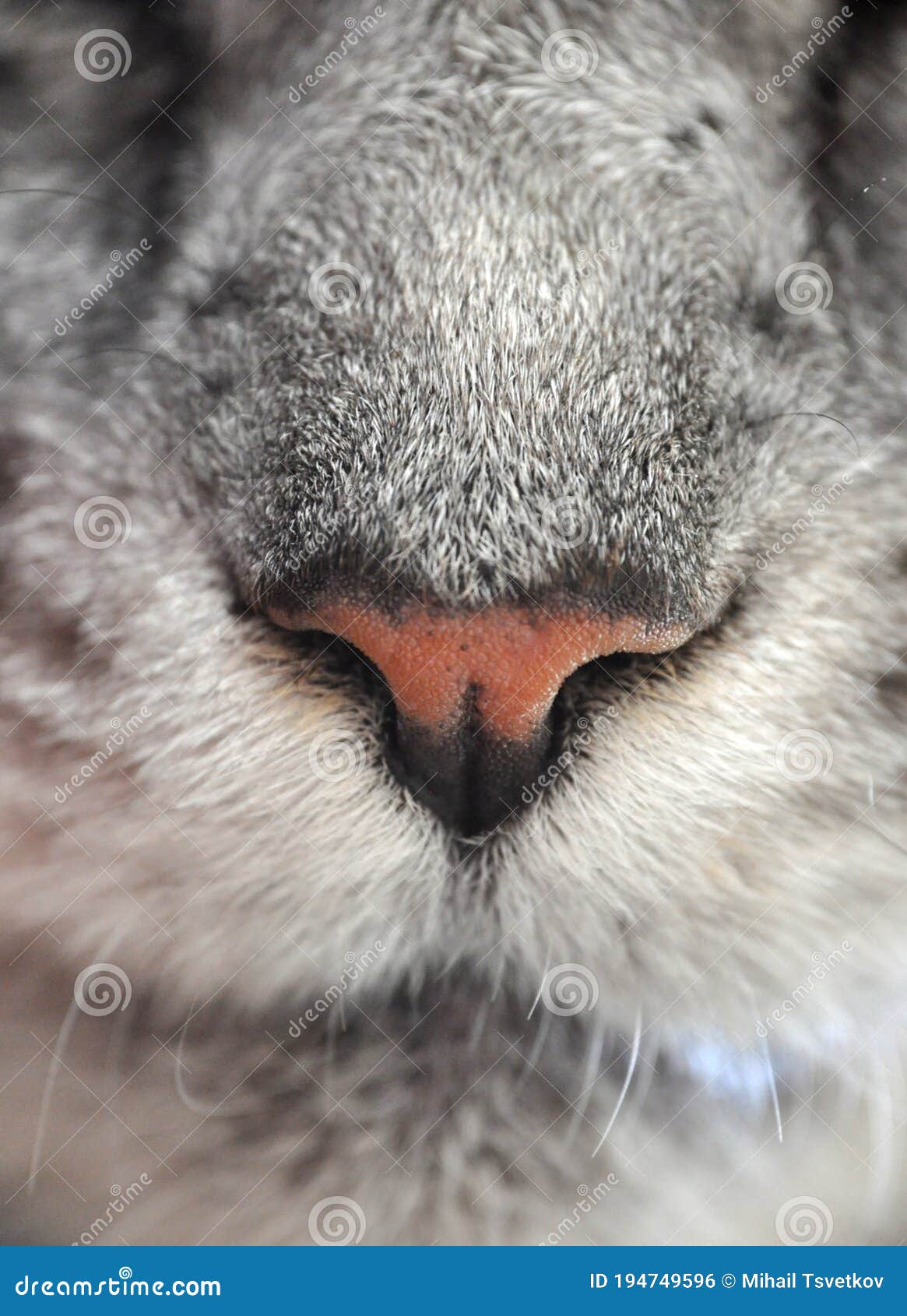 Close Up Macro Closeup Grey Cat Face with Orange Nose Stock Photo ...