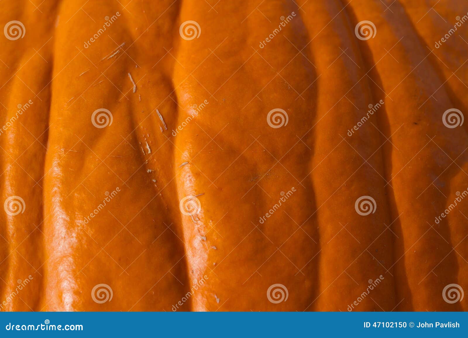 Close Up Macro Detail Abstract Background Texture of a Pumpkin Stock ...