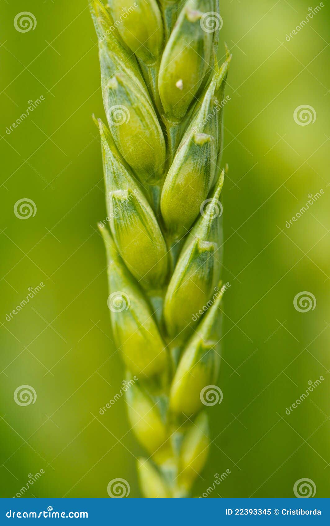 Close Up Macro Detail of a Green Crop Ear Stock Image - Image of plant ...