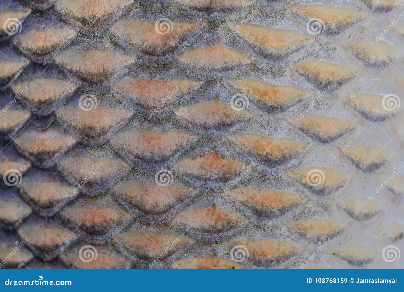 Macro Fish Pterapogon Kauderni Apogonidae Stock Photography ...