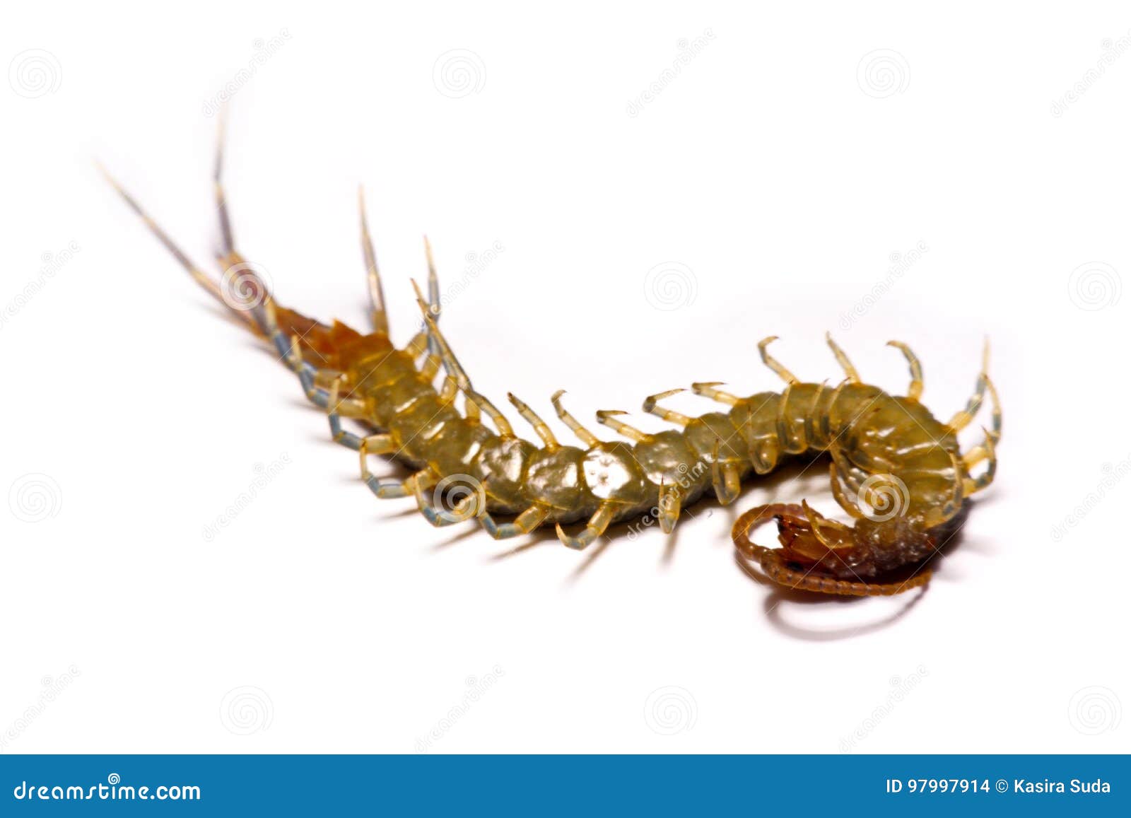 Close-up/Macro in Focus of the Centipede on a White Background Stock ...