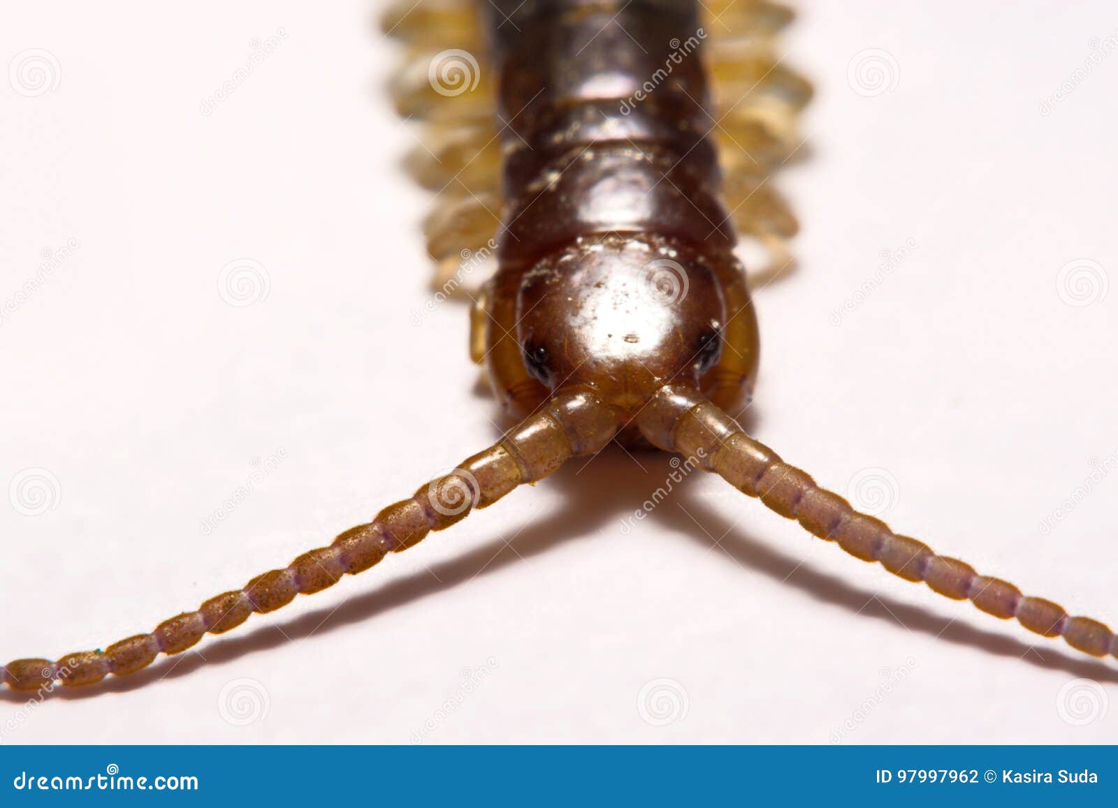 Close-up/Macro in Focus of the Centipede on a White Background Stock ...