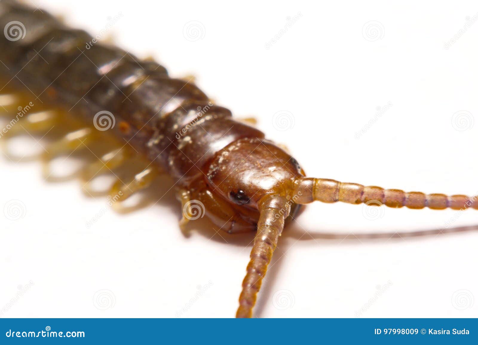 Close-up/Macro in Focus of the Centipede on a White Background Stock ...
