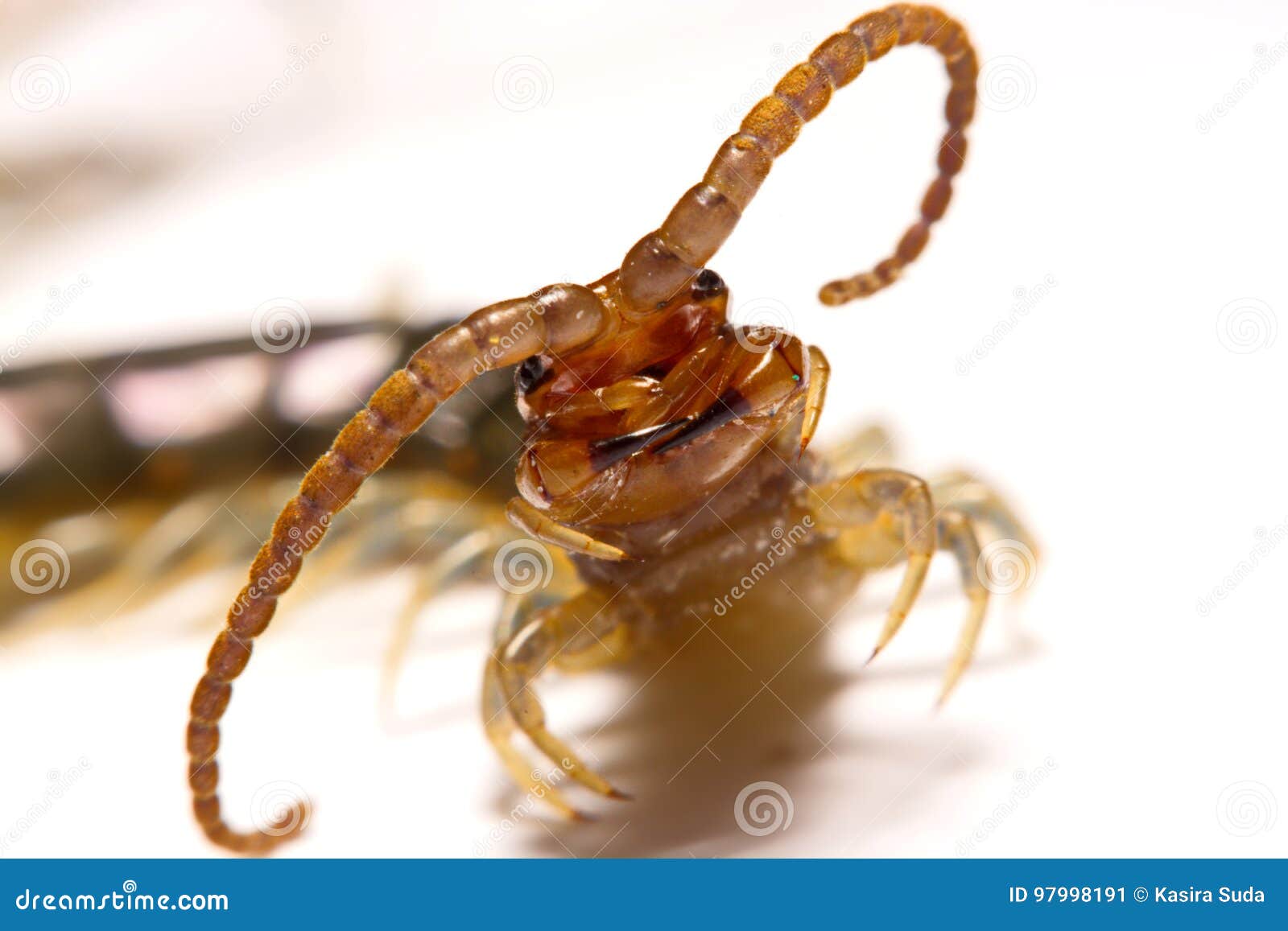 Close-up/Macro in Focus of the Centipede on a White Background Stock ...