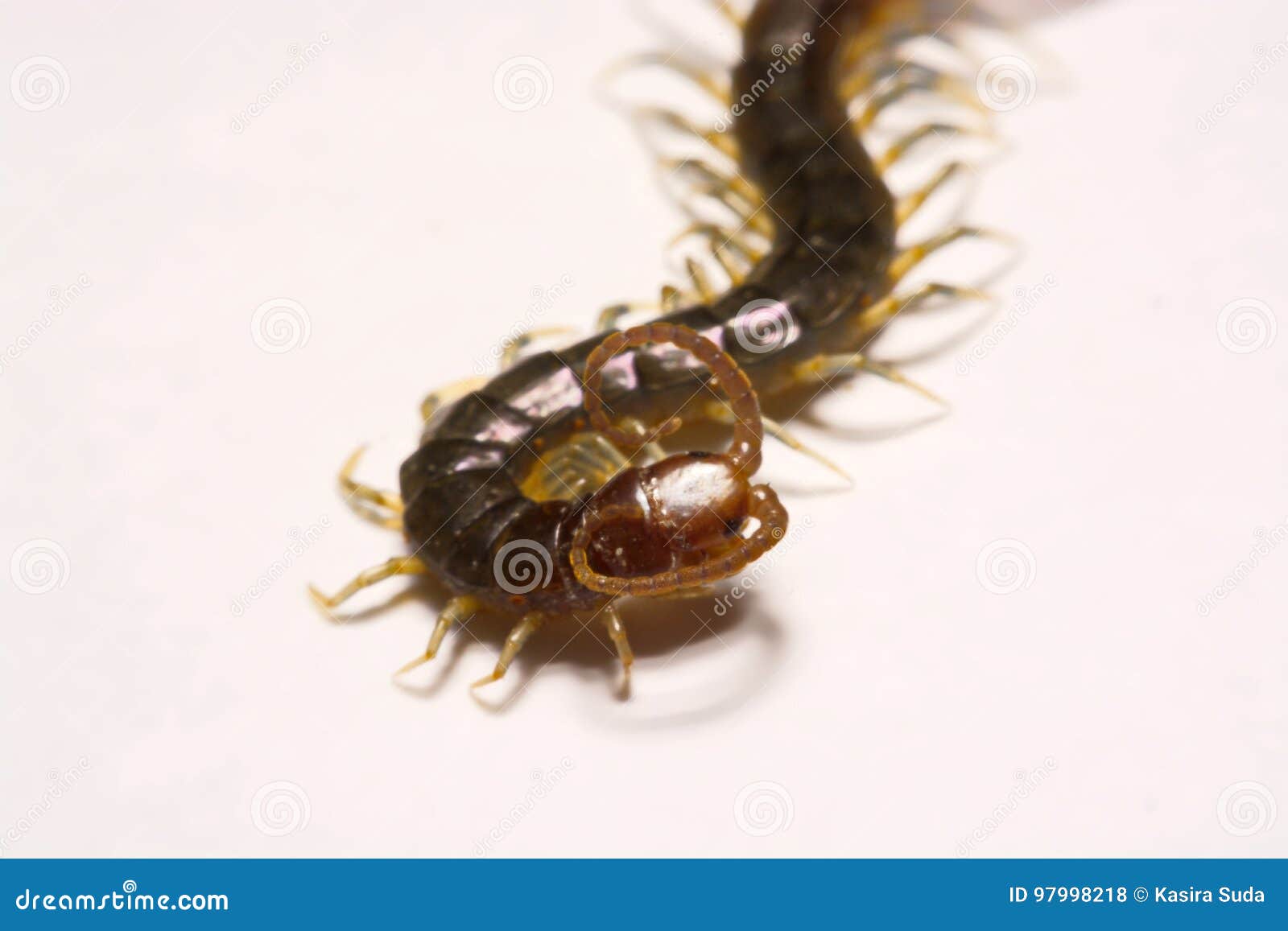 Close-up/Macro in Focus of the Centipede on a White Background Stock ...