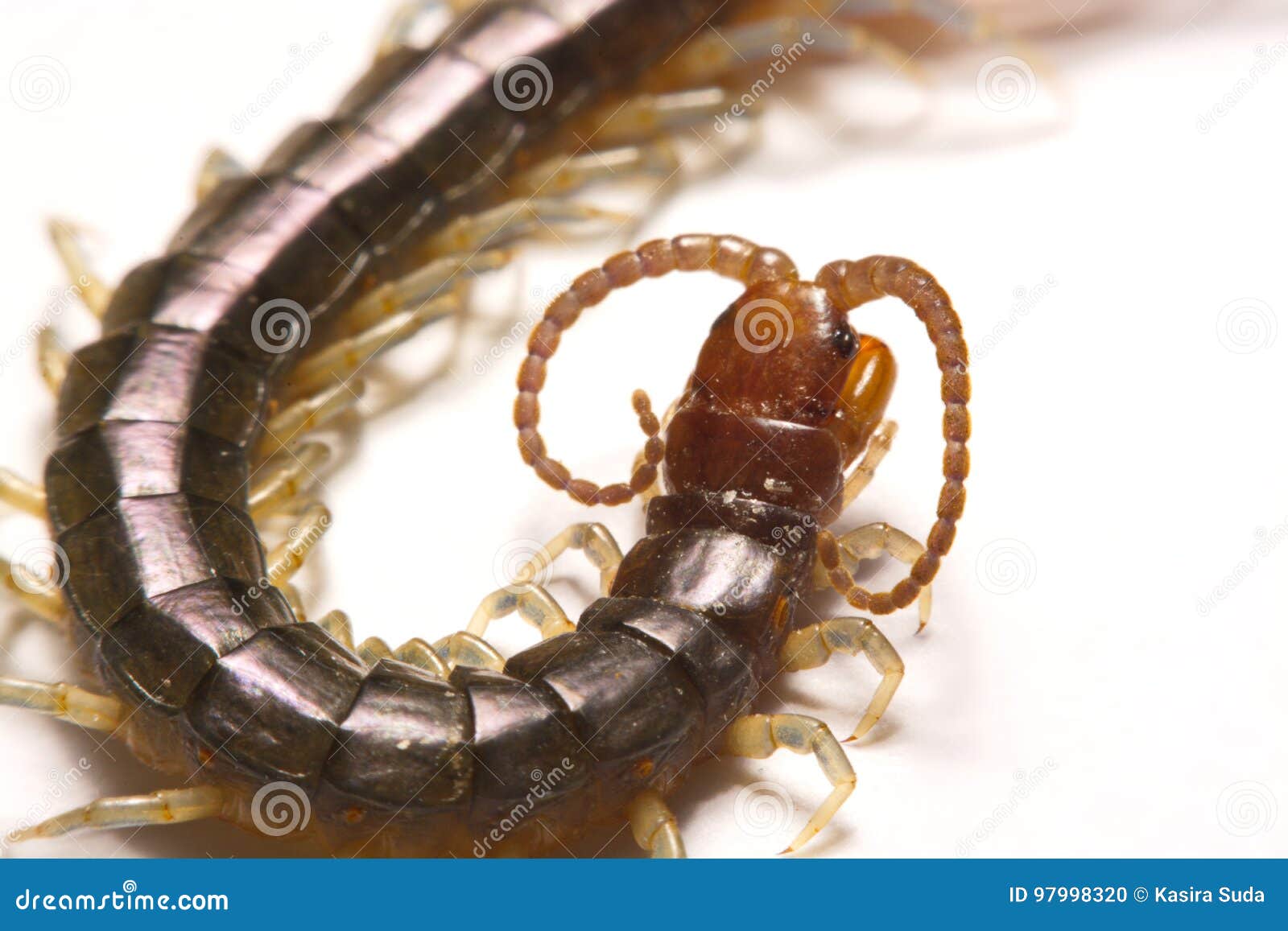 Close-up/Macro in Focus of the Centipede on a White Background Stock ...