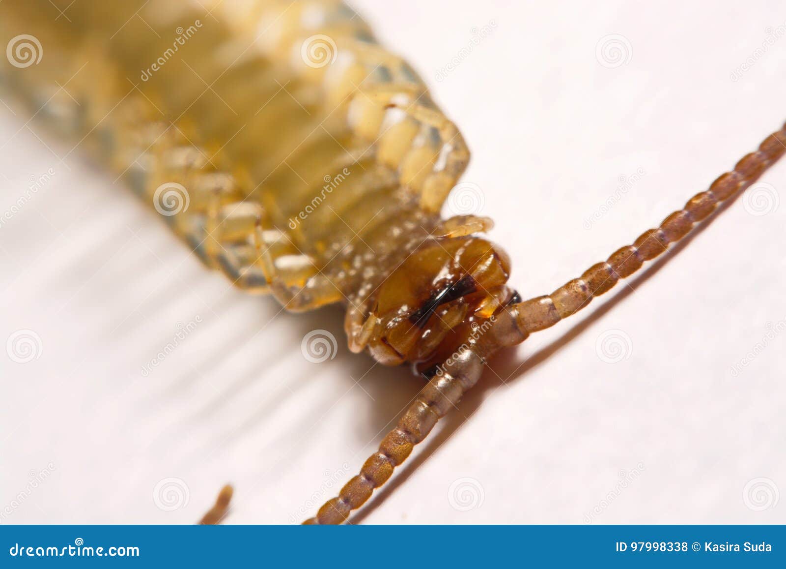 Close-up/Macro in Focus of the Centipede on a White Background Stock ...