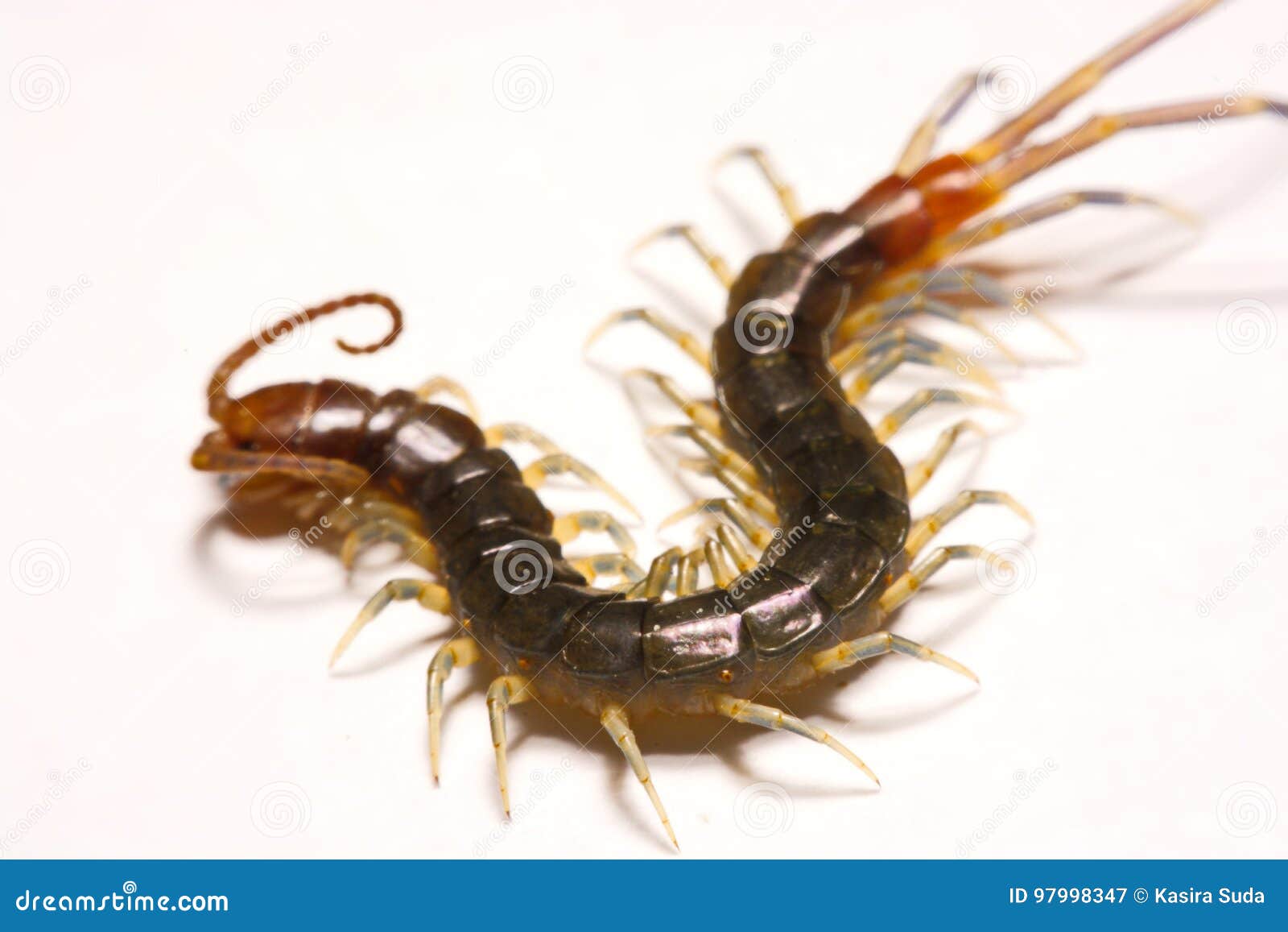 Close-up/Macro in Focus of the Centipede on a White Background Stock ...