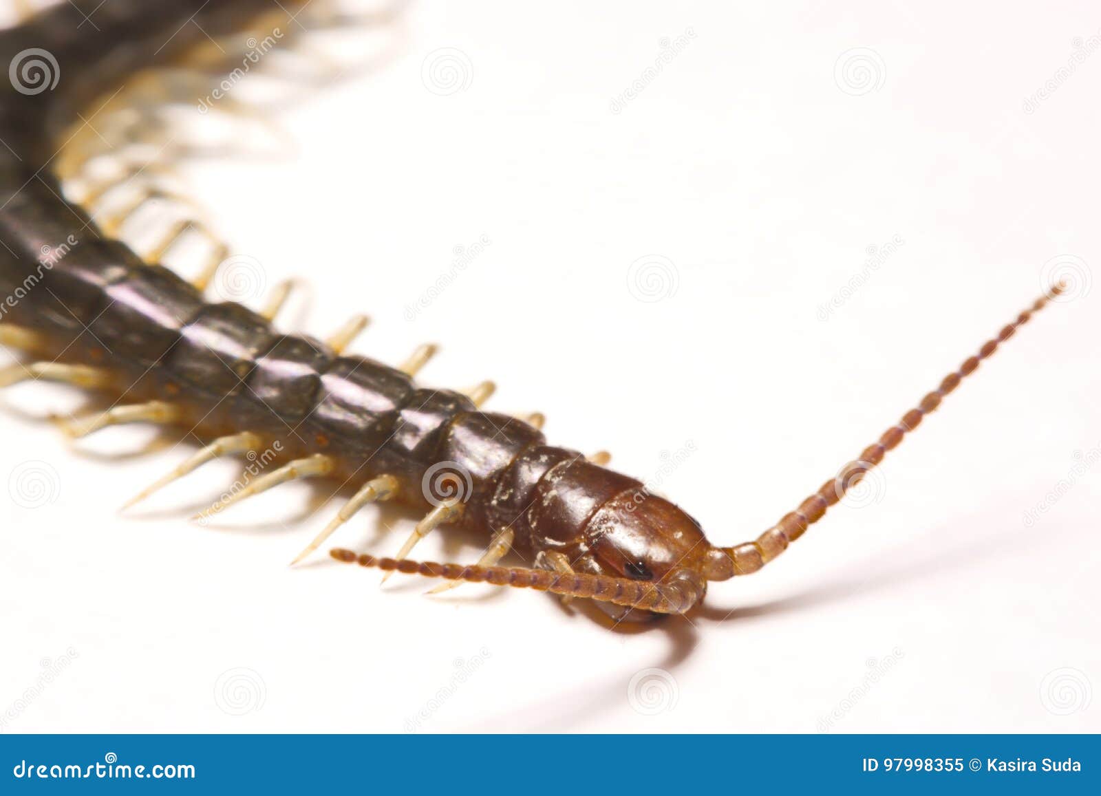 Close-up/Macro in Focus of the Centipede on a White Background Stock ...