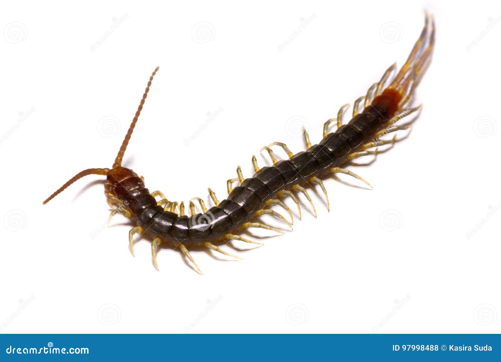 Close-up/Macro in Focus of the Centipede on a White Background Stock ...