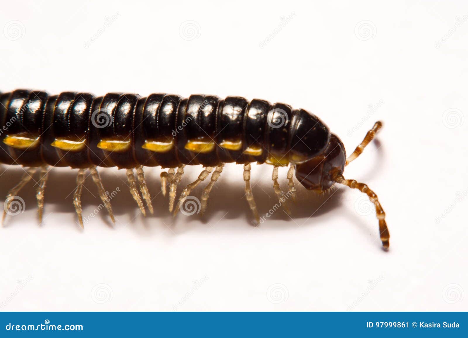 Close-up/Macro in Focus of the Centipede on a White Background Stock ...