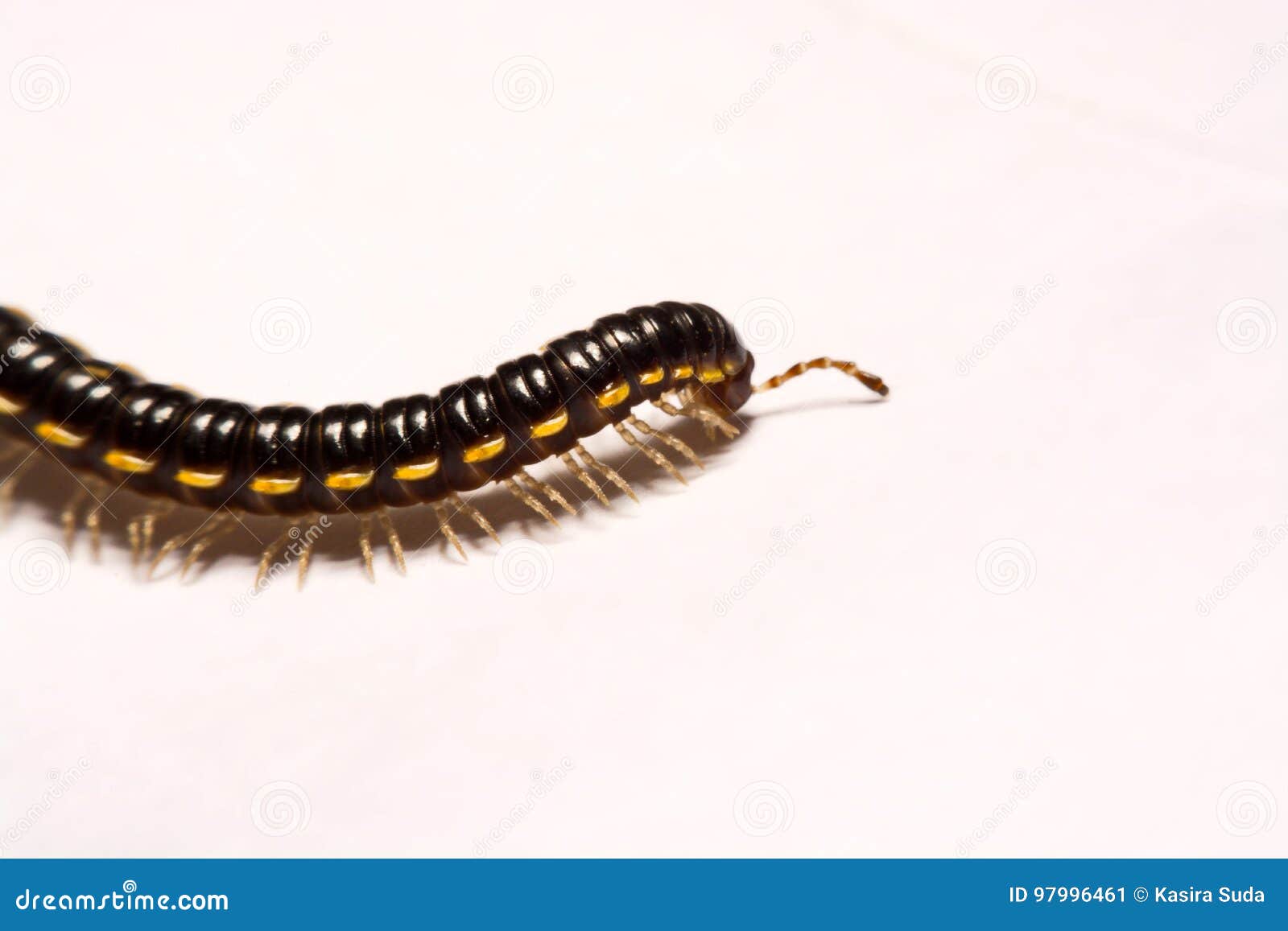 Close-up/Macro Focus of the Photo Centipedes on White Background Stock ...