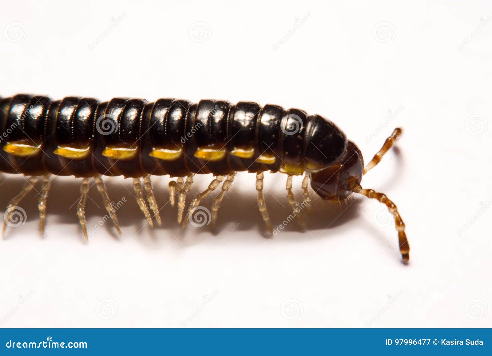 Close-up/Macro Focus of the Photo Centipedes on White Background. Stock ...