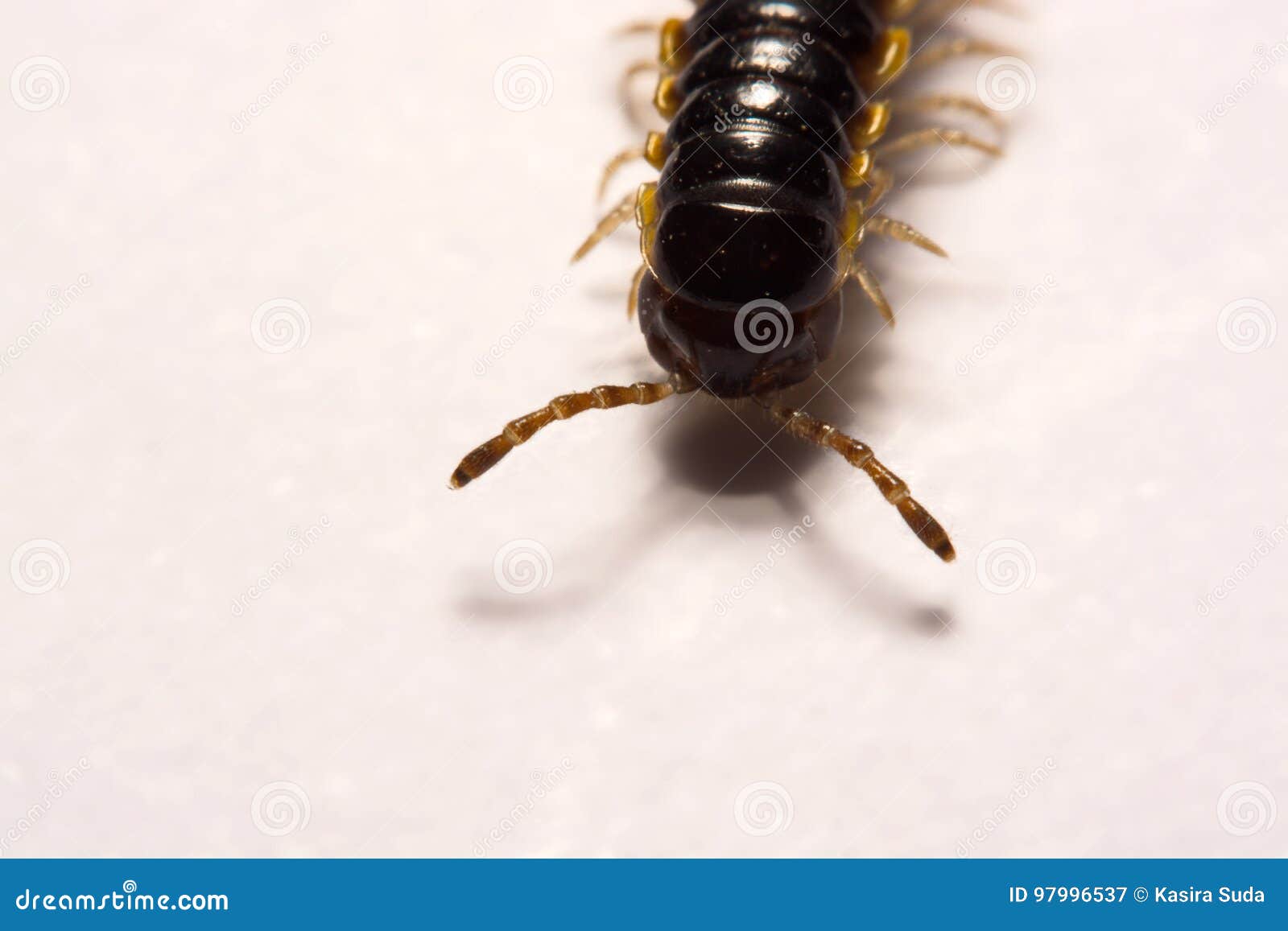 Close-up/Macro Focus of the Photo Centipedes on White Background Stock ...