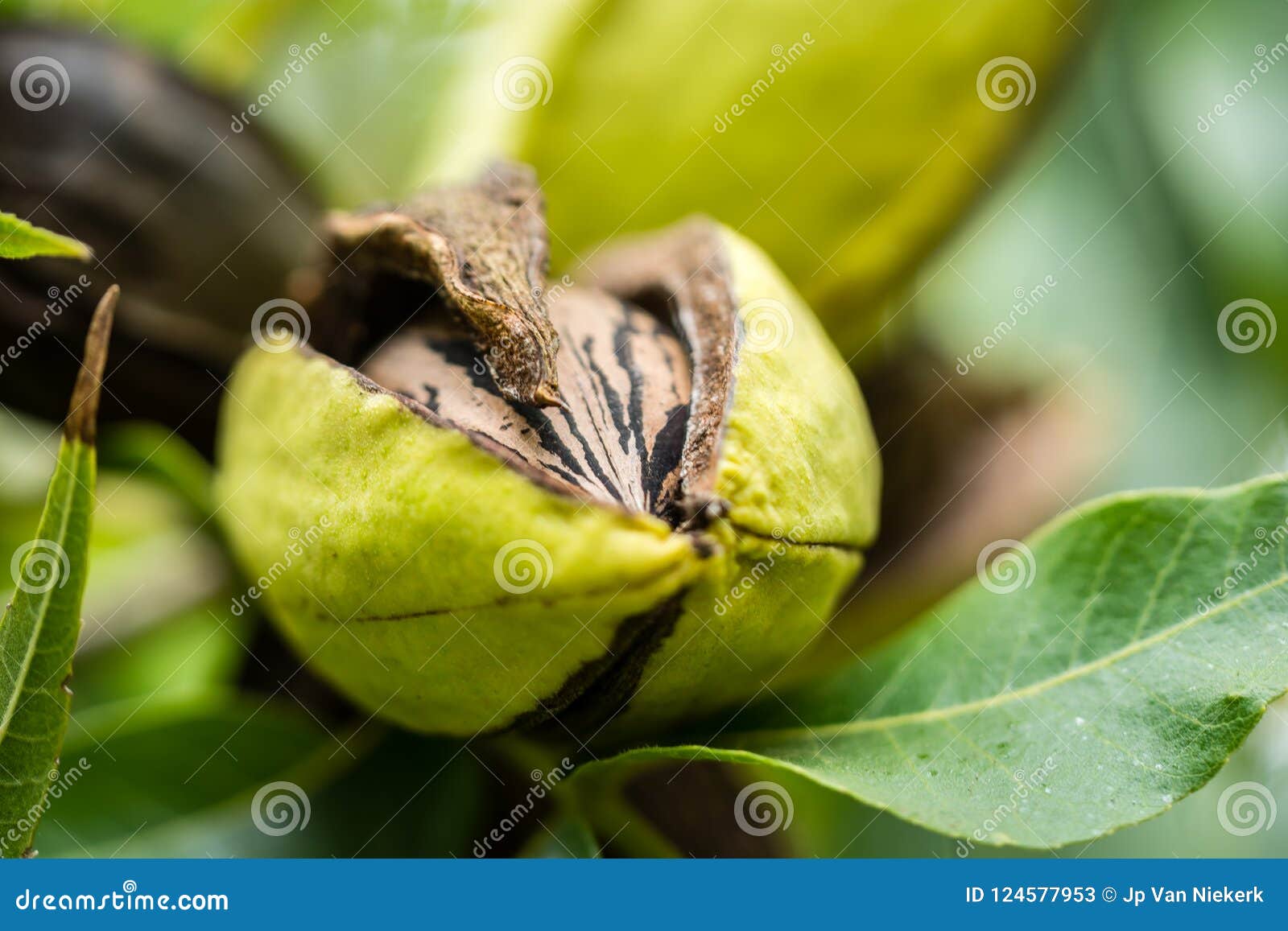 Frontal Close-up of a Pecan Nut Inside an Partial Open Husk with a ...