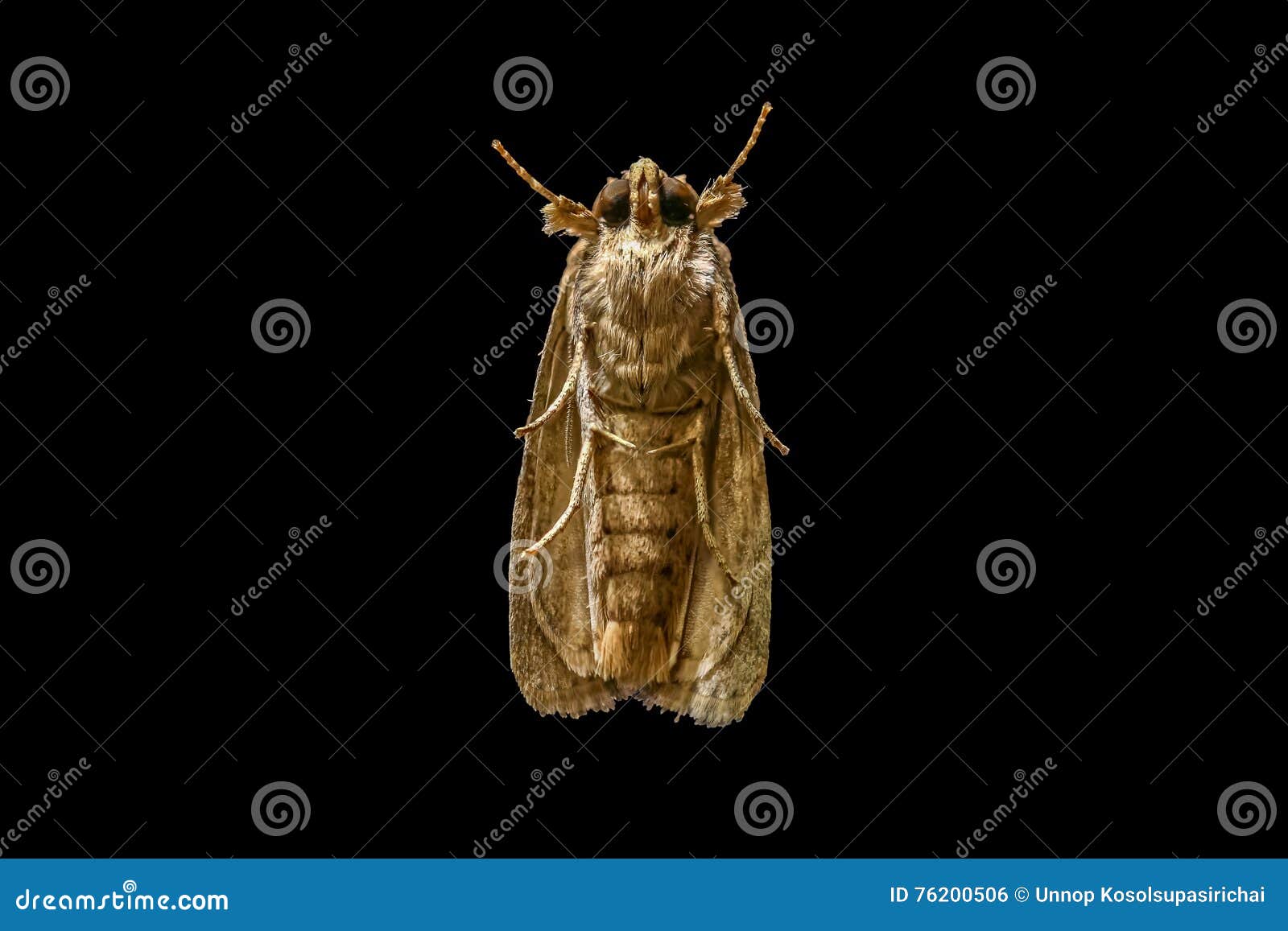 Close Up Macro of Full Body of the Insect Stock Photo - Image of ...