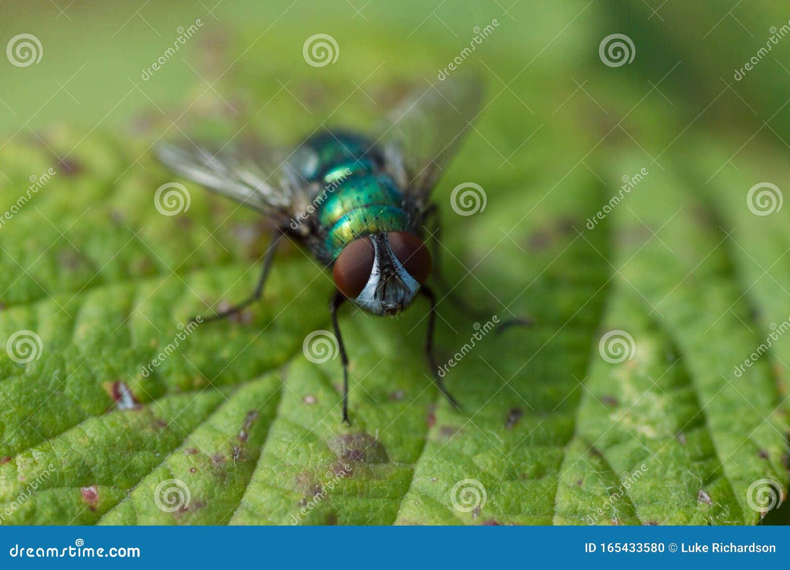 A Close Up Macro of a Garden Fly on a Green Leaf in a Garden in the ...