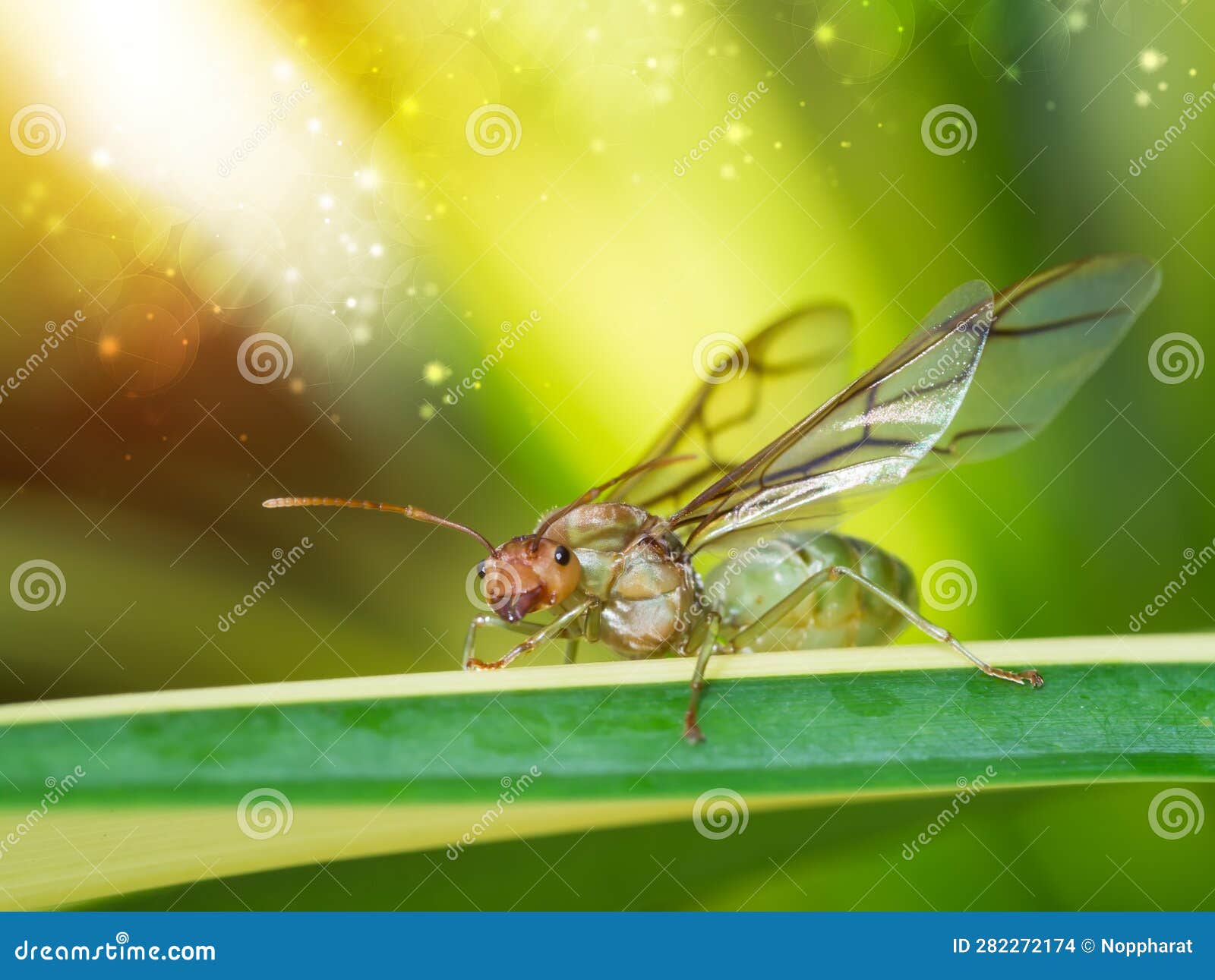 Close Up Macro of Giant Ant with Wing on the Leave Stock Photo - Image ...