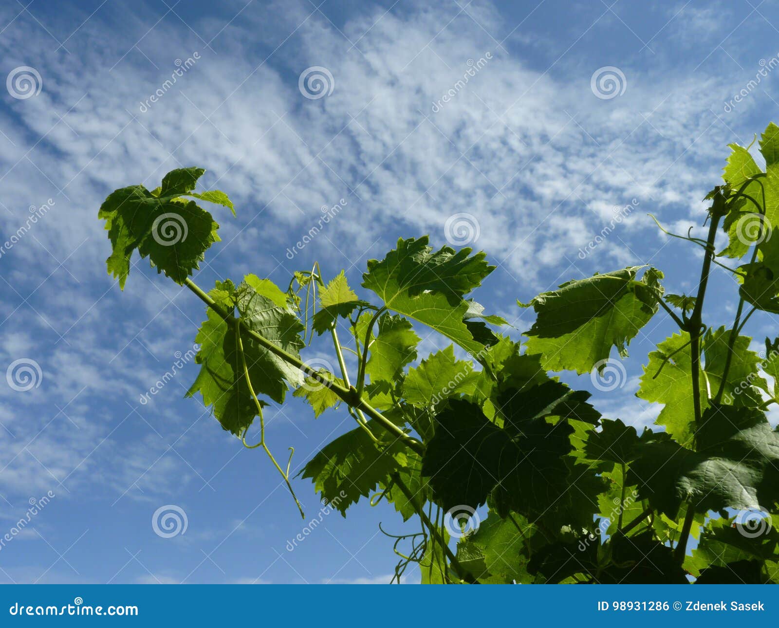 Close Up Macro of Grape Vine Branches Stock Photo - Image of leaves ...